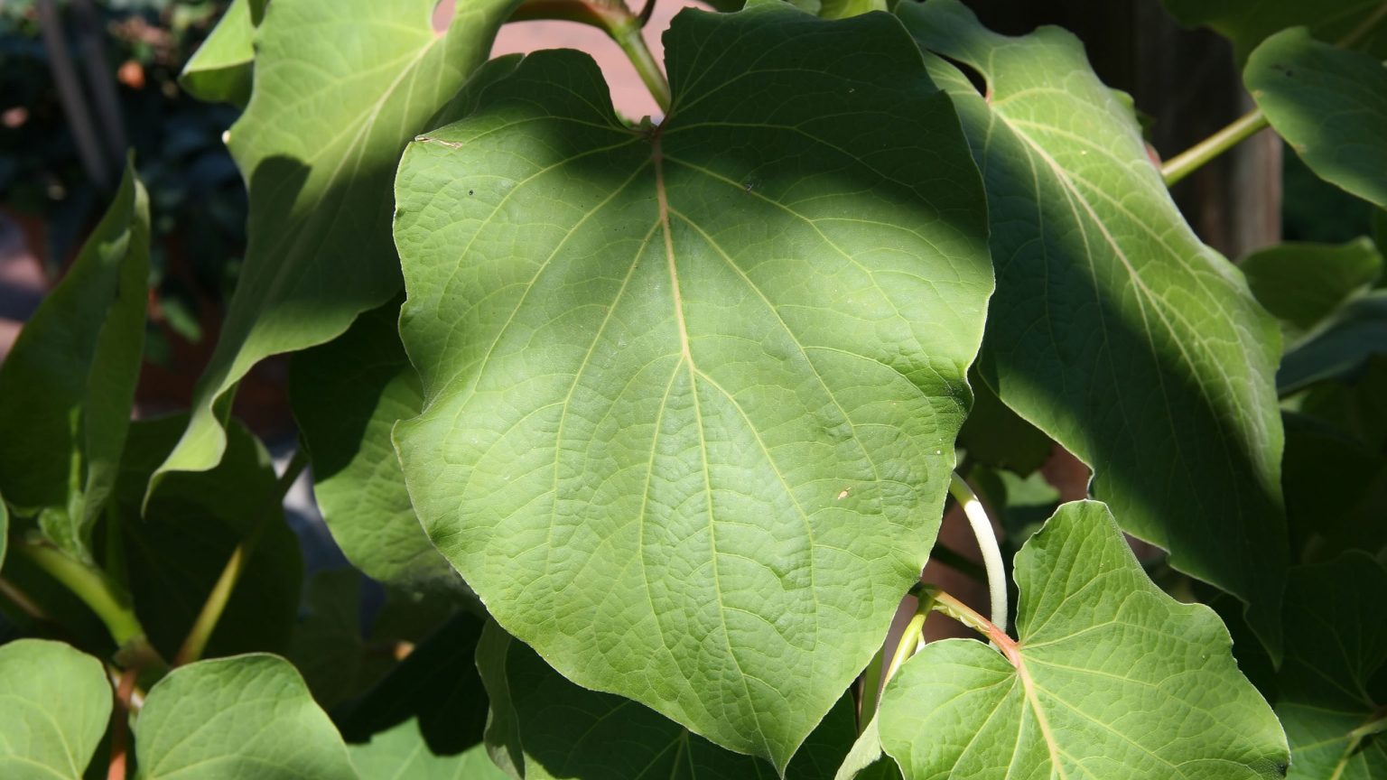 Conoce los usos y beneficios de la hoja santa - Galuvi.com